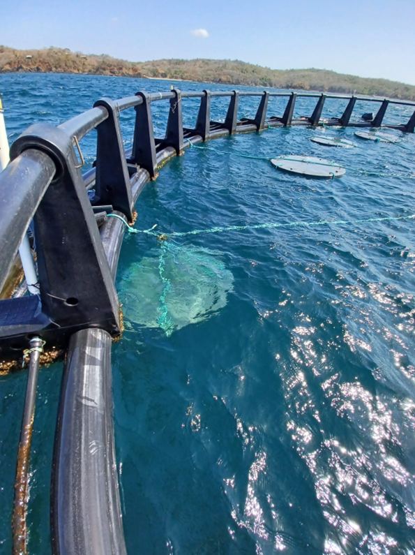 Nuevos materiales biodegradables para una pesca de atún tropical más ...